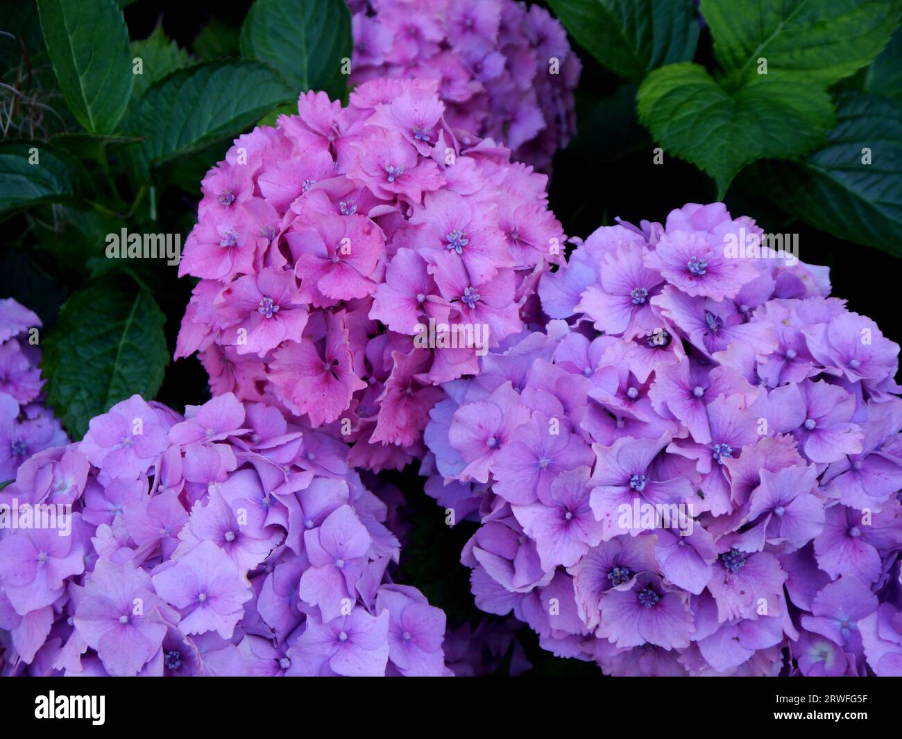Large Conical-shaped Mauve/Lilac Hydrangea Macrophylla Flowerheads ...
