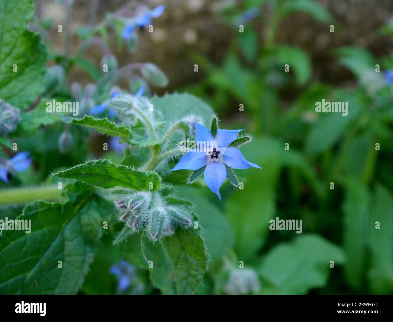 Sky Blue Borage 'Borago Officinalis' Flowers grown in an English ...