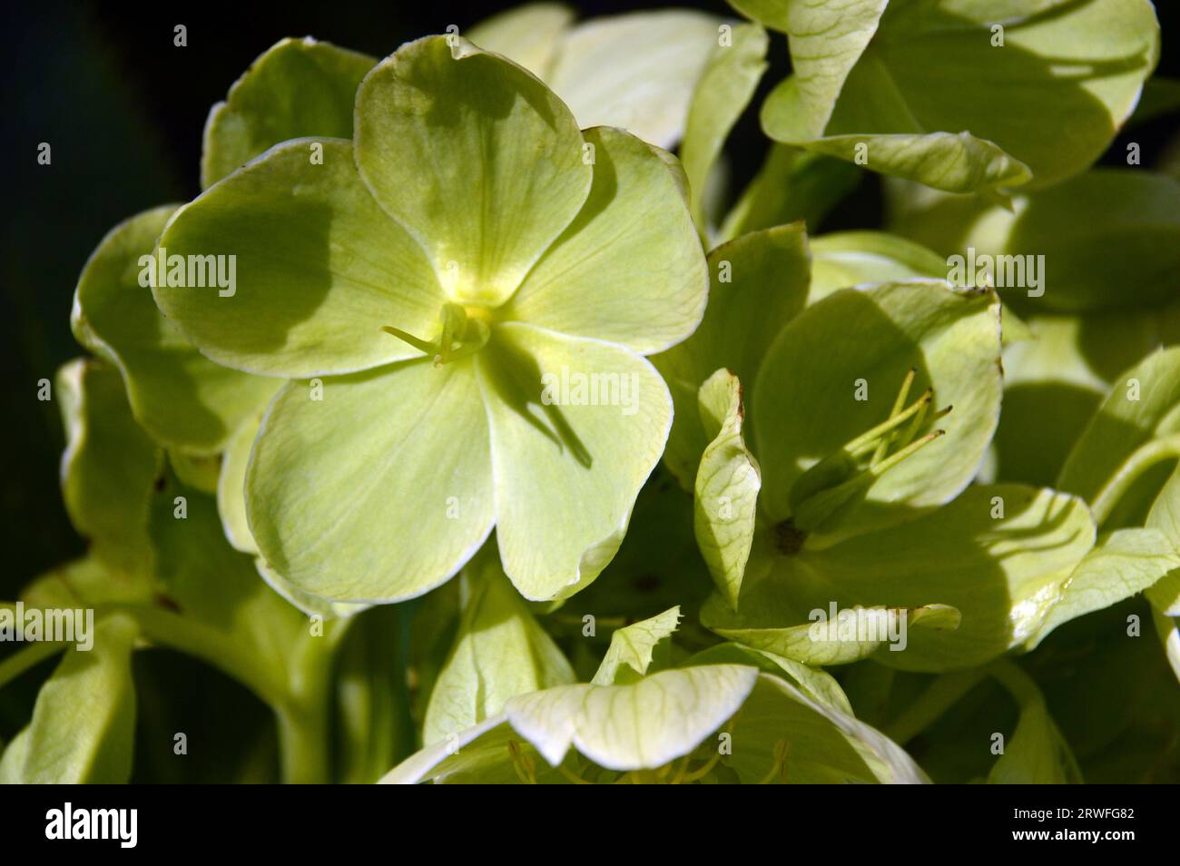 Light Green Helleborus Argutifolius (Corsican Hellebore) Flowers grown ...