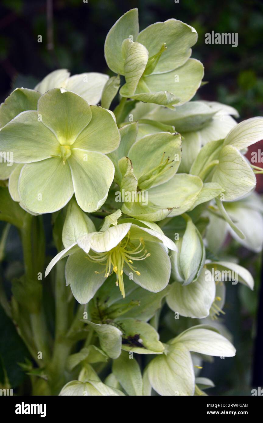 Light Green Helleborus Argutifolius (Corsican Hellebore) Flowers grown ...