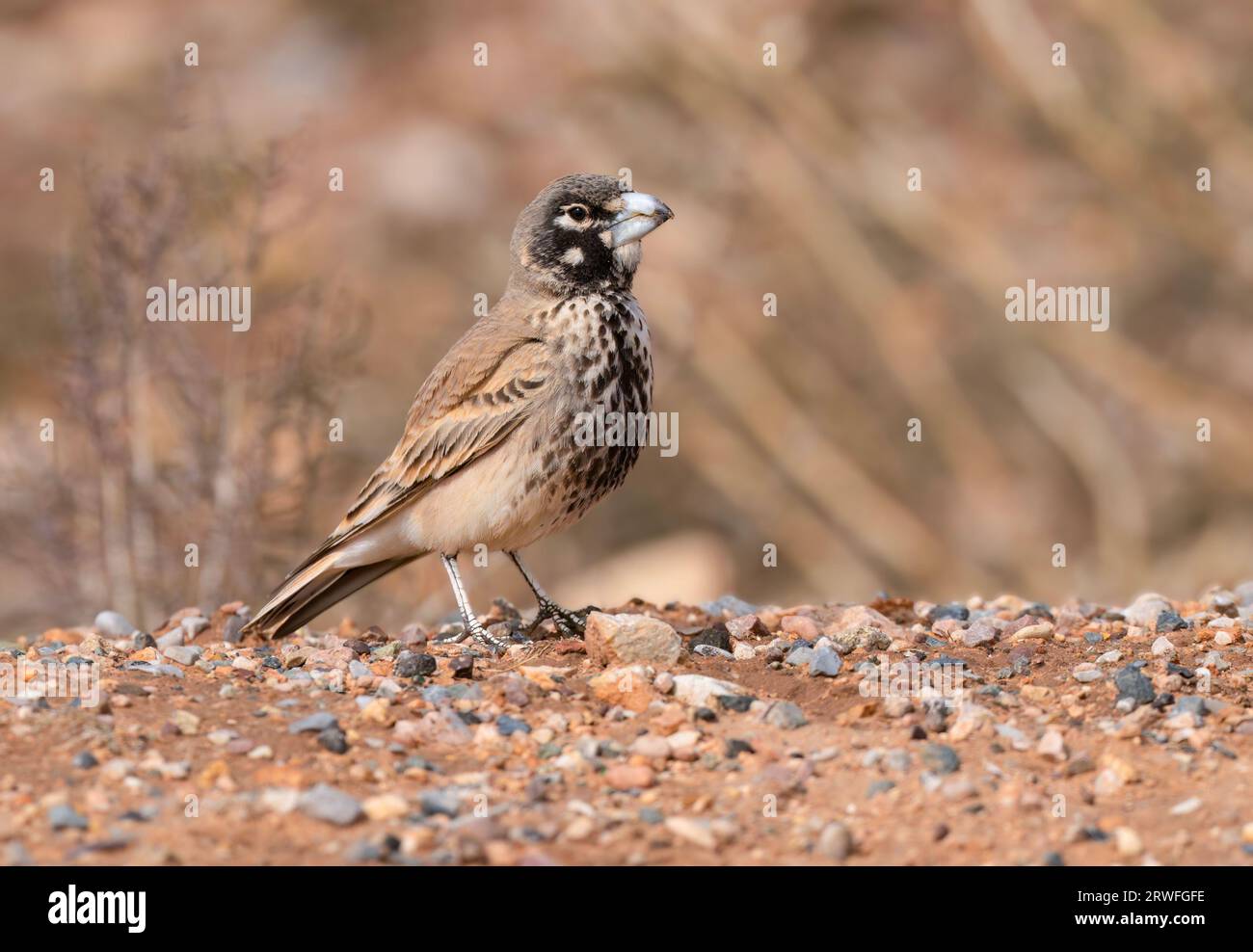 Thick billed lark hi-res stock photography and images - Alamy