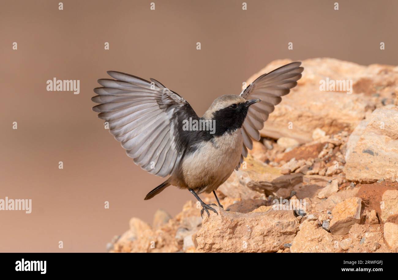 Atlas wheatear hi-res stock photography and images - Alamy