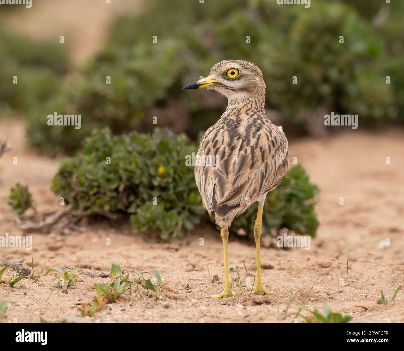 Curlew water reeds hi-res stock photography and images - Alamy