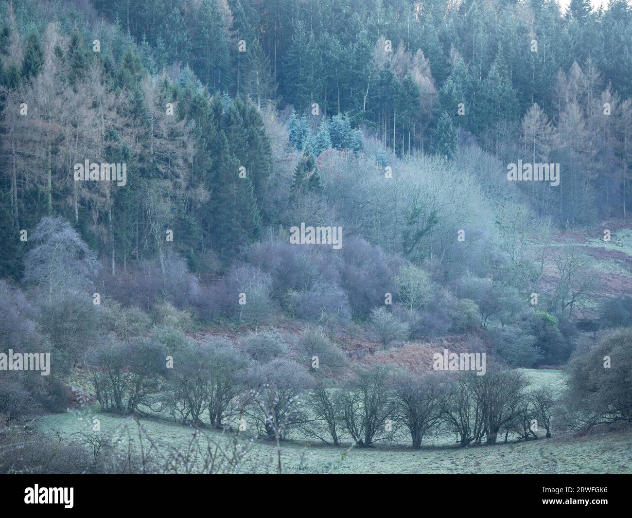 Natural Woodland at Goat Hill, an escarpment at the eastern end of the ...