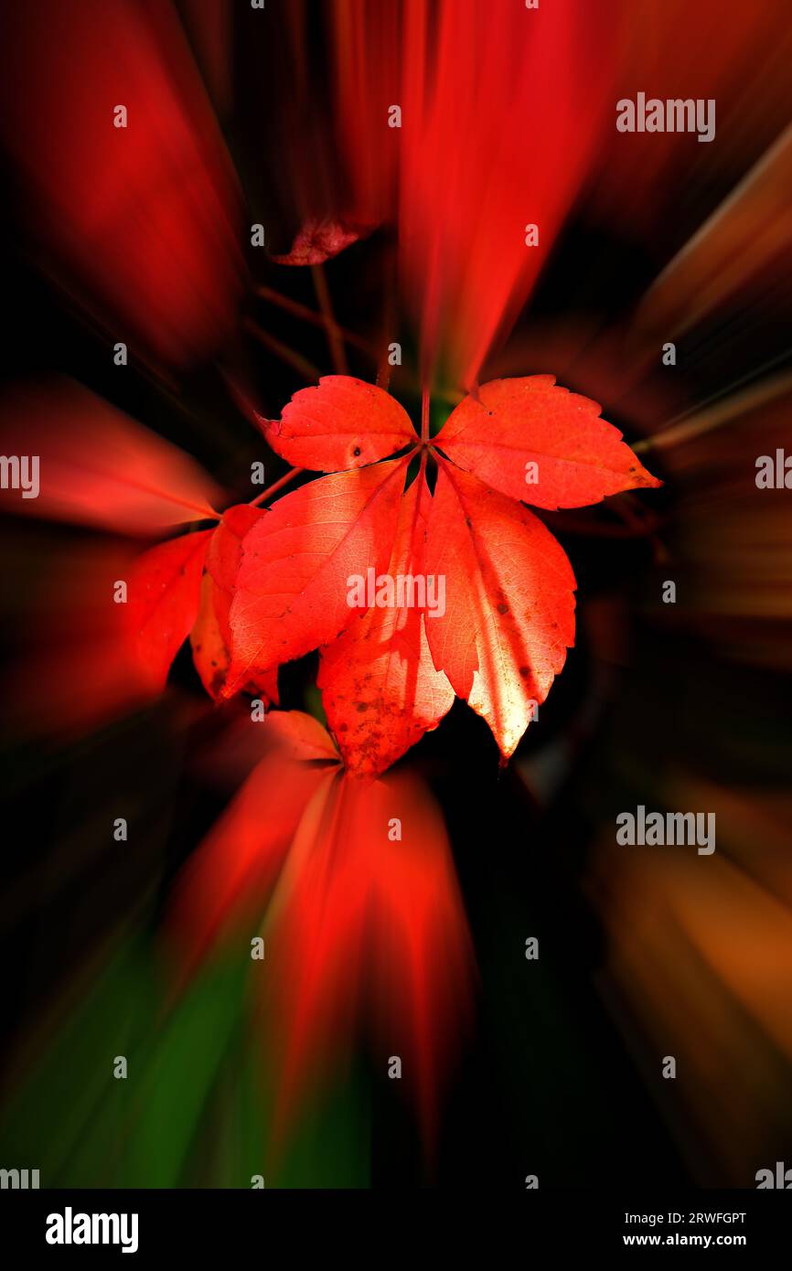 Autumn Colored Leaves, Soft View With Sharp Center Stock Photo - Alamy