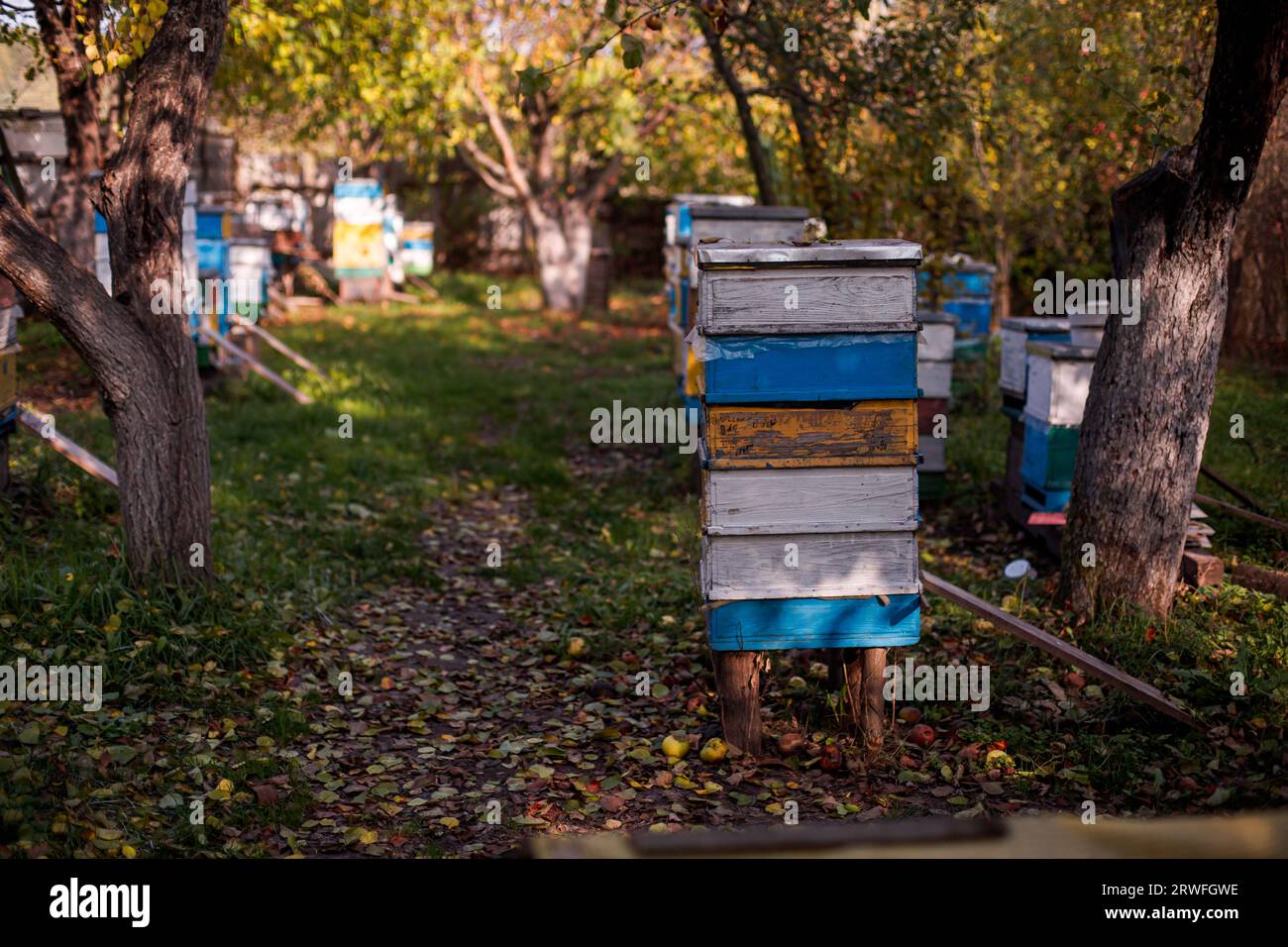 Multihive hi-res stock photography and images - Alamy