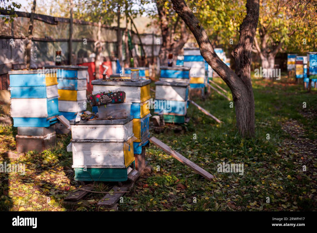 Autumnal scene: Beehives in the orchard. Preparing hives for winter ...