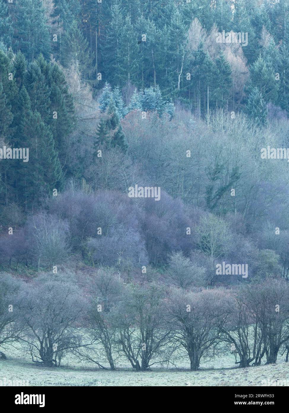 Natural Woodland at Goat Hill, an escarpment at the eastern end of the ...