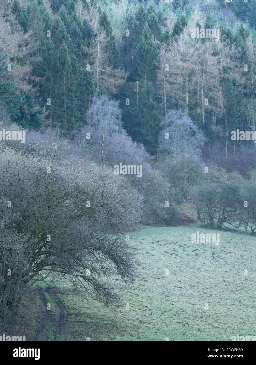 Natural Woodland at Goat Hill, an escarpment at the eastern end of the ...