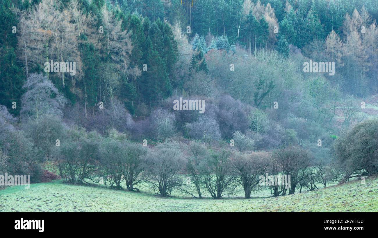 Natural Woodland at Goat Hill, an escarpment at the eastern end of the ...