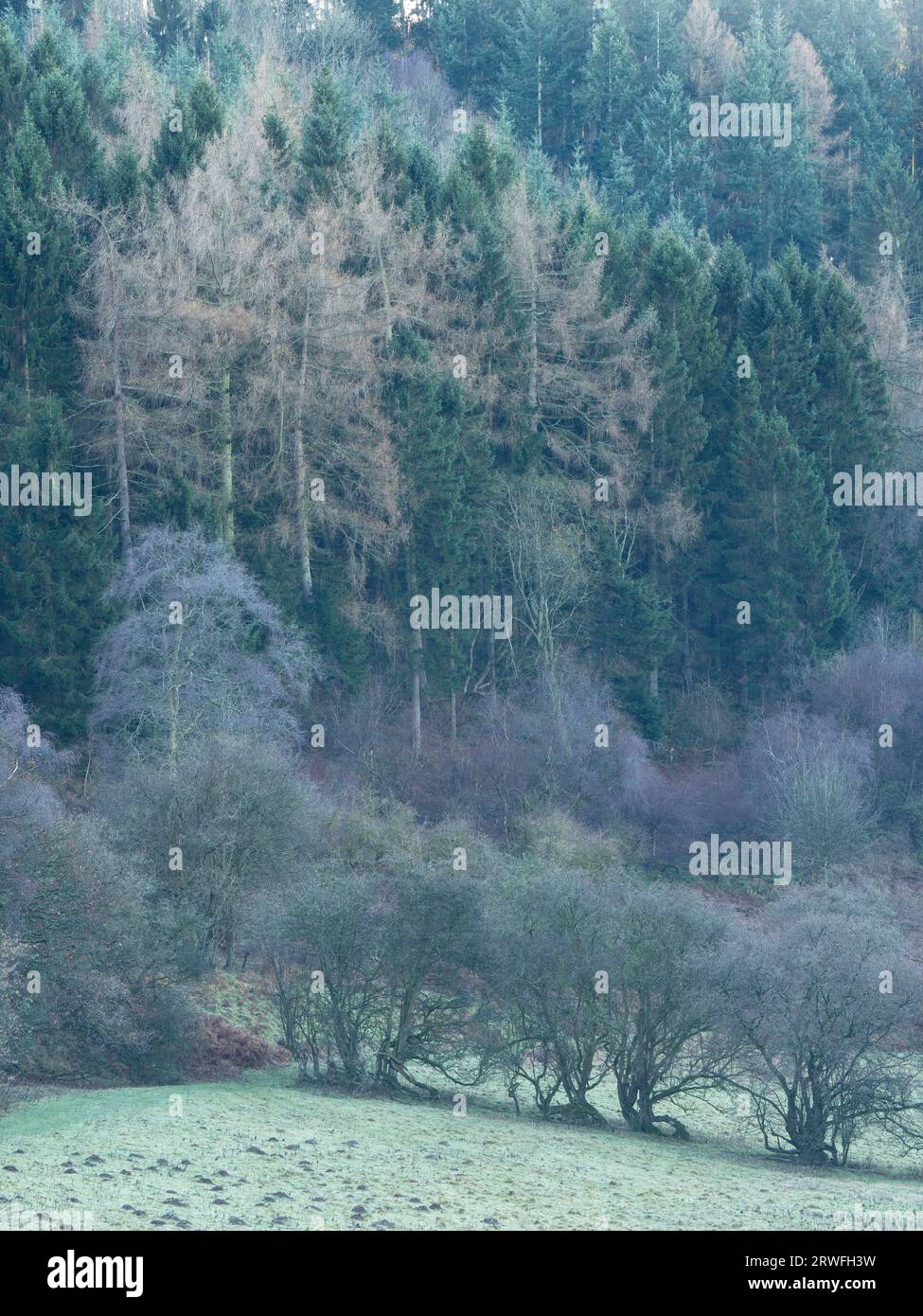 Natural Woodland at Goat Hill, an escarpment at the eastern end of the ...