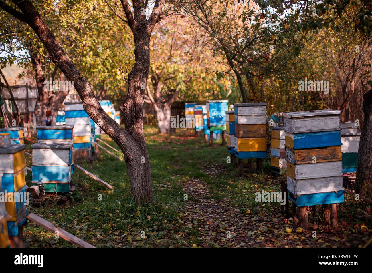 Autumn apiary with multiple beehives. Essential autumn hive maintenance ...