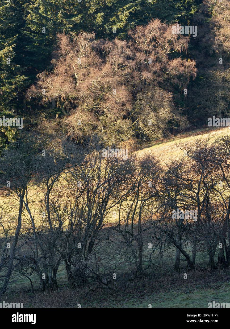 Natural Woodland at Goat Hill, an escarpment at the eastern end of the ...