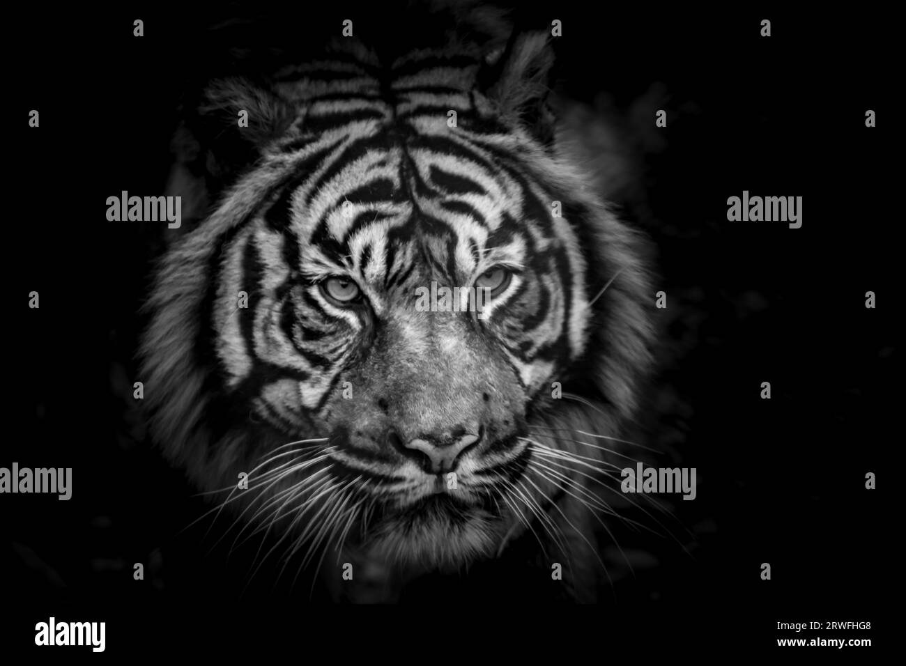 Angry baby Black and White Stock Photos & Images - Alamy