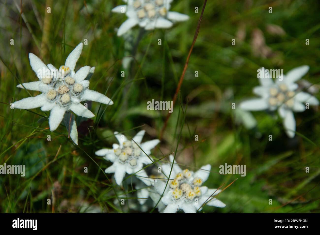 Berge wiesen wiese hi-res stock photography and images - Alamy