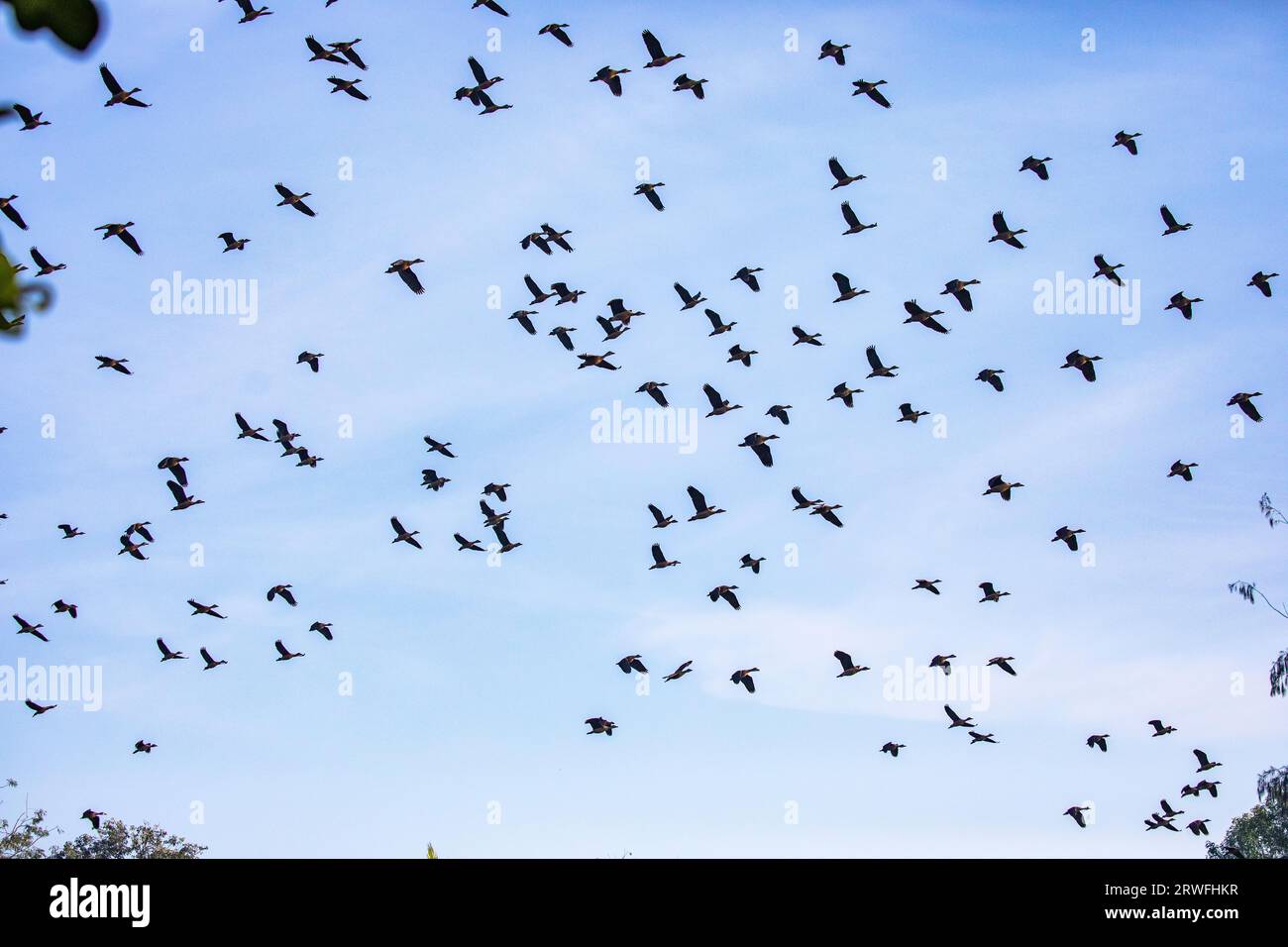 A flock of migratory birds flying over the sky of Jahangirnagar ...