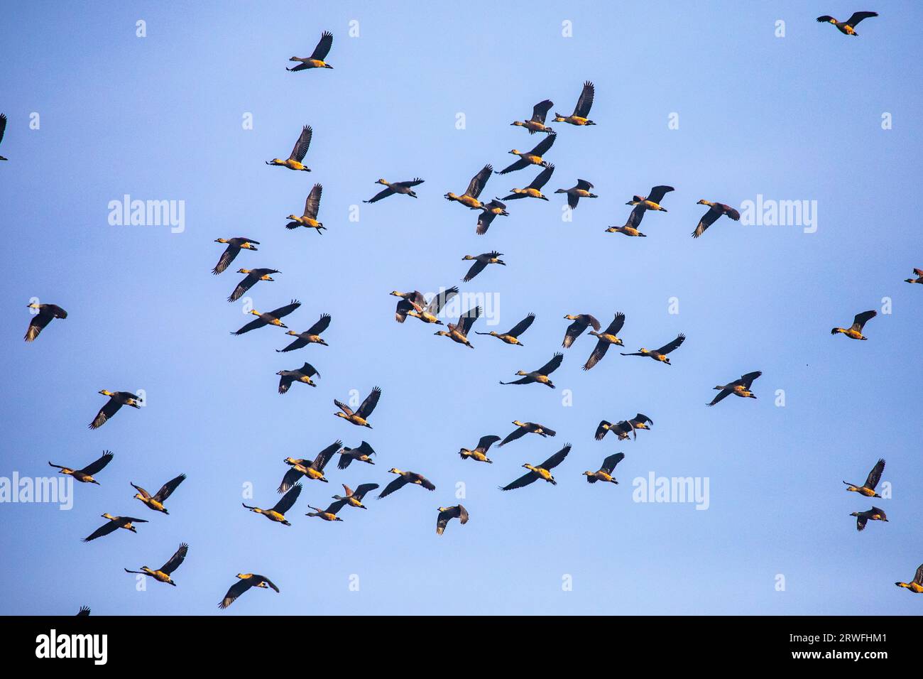 A flock of migratory birds flying over the sky of Jahangirnagar ...