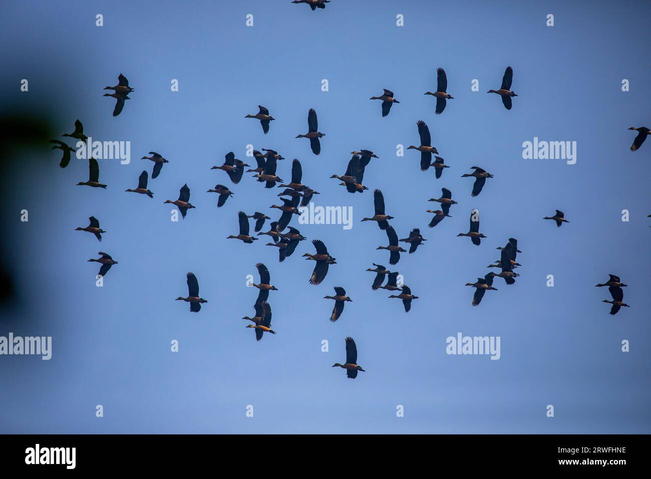A flock of migratory birds flying over the sky of Jahangirnagar ...