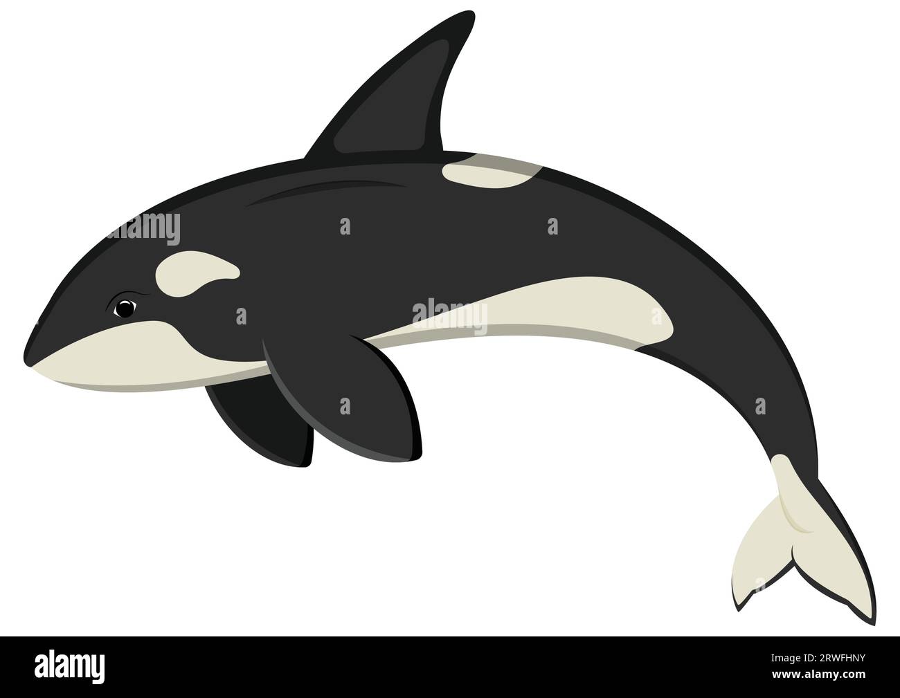 Ocean orca cartoon character. Vector illustration of killer whale ...