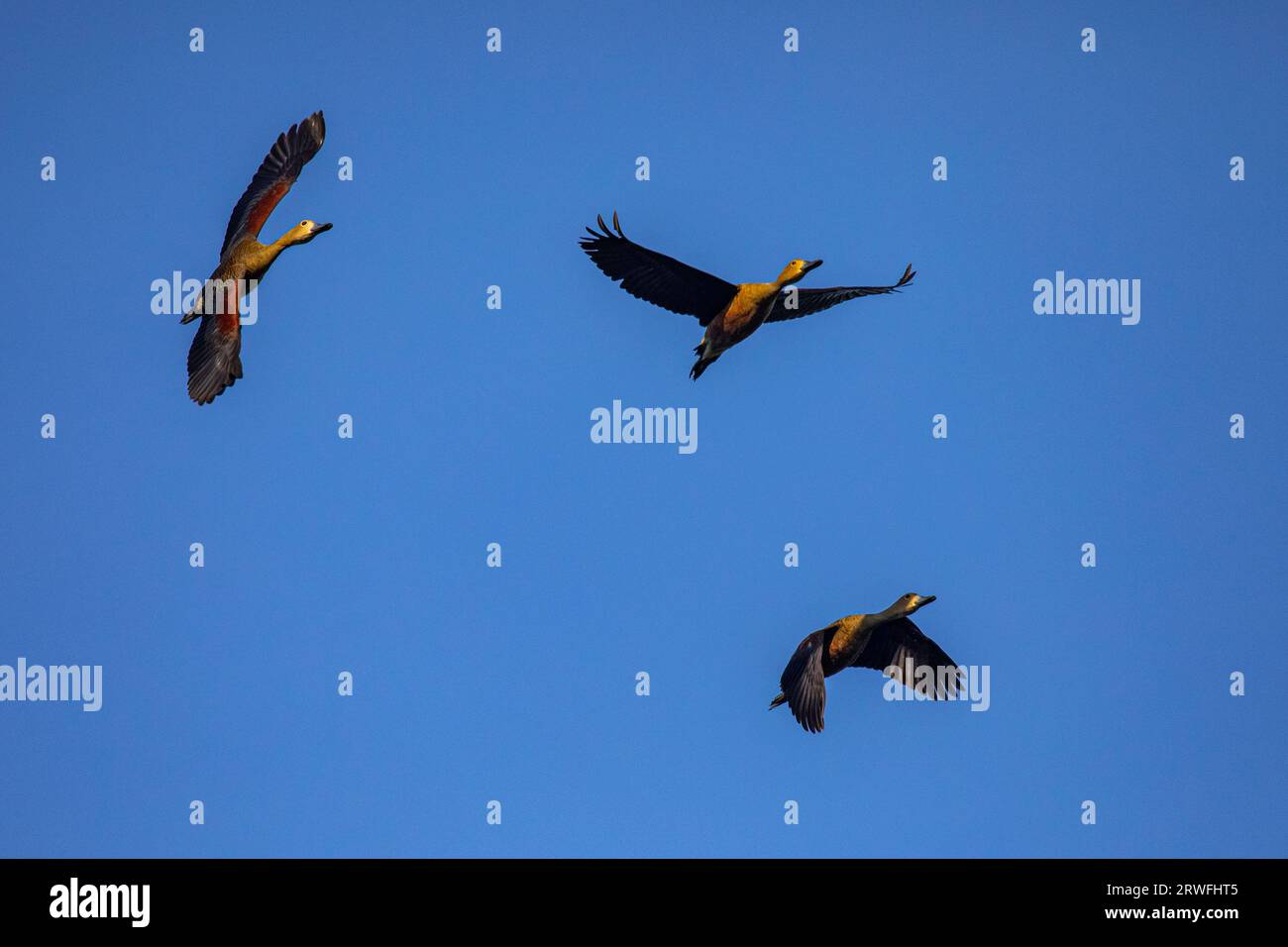 A flock of migratory birds flying over the sky of Jahangirnagar ...