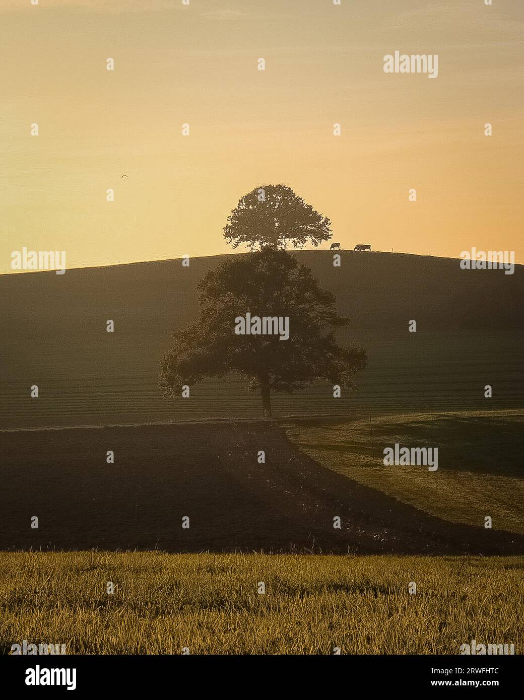 two trees make a wonderful composition for this image Stock Photo - Alamy