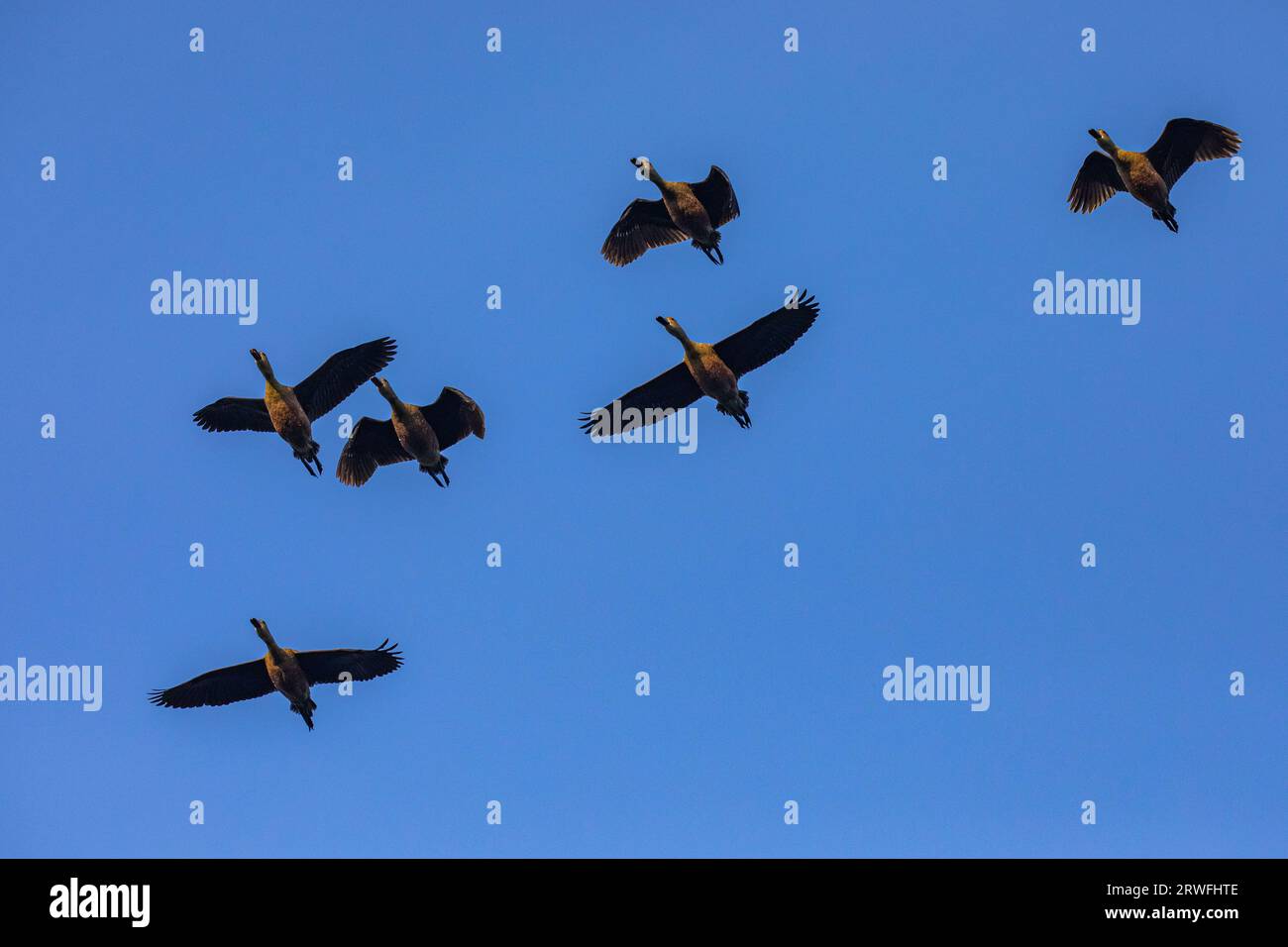 A flock of migratory birds flying over the sky of Jahangirnagar ...