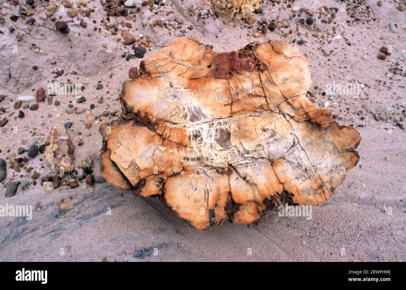 Petrified Wood at Petrified Forest National Park, Arizona USA. A ...