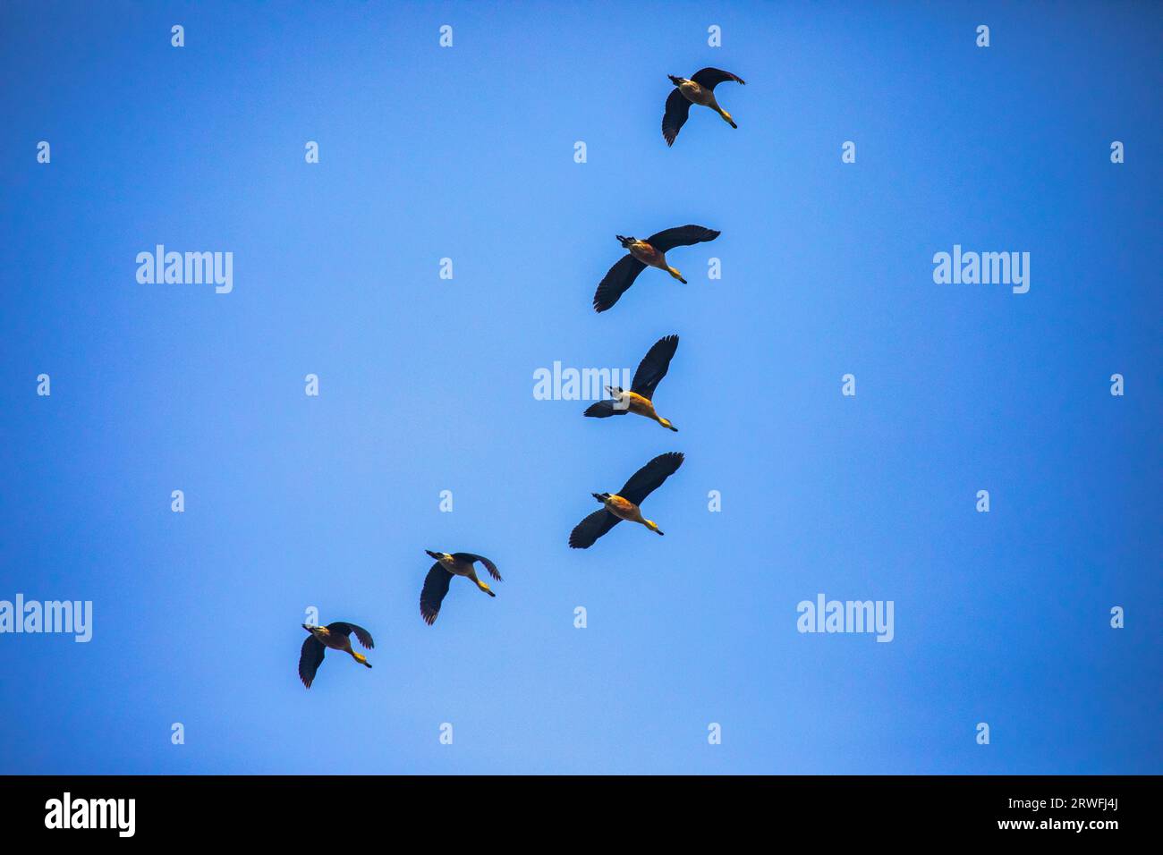 A flock of migratory birds flying over the sky of Jahangirnagar ...