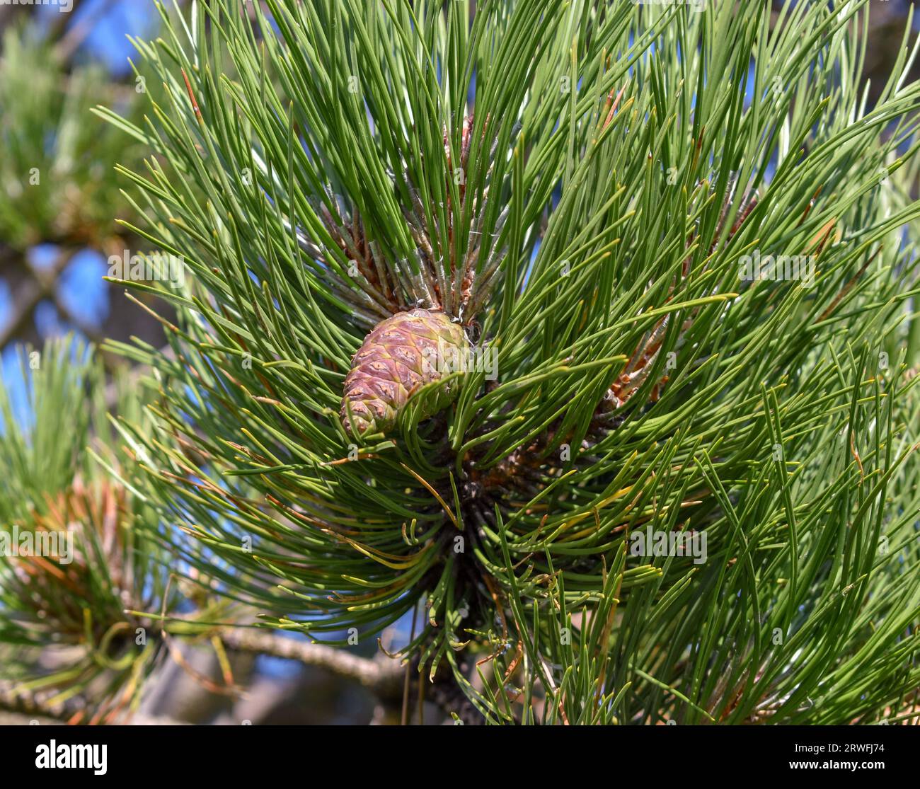 Cones growing in the branches of a tree hi-res stock photography and ...
