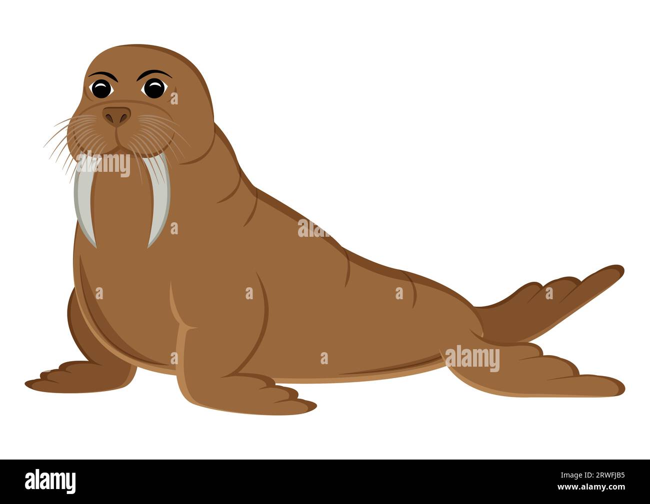 Brown fur walrus cartoon character vector illustration isolated on ...