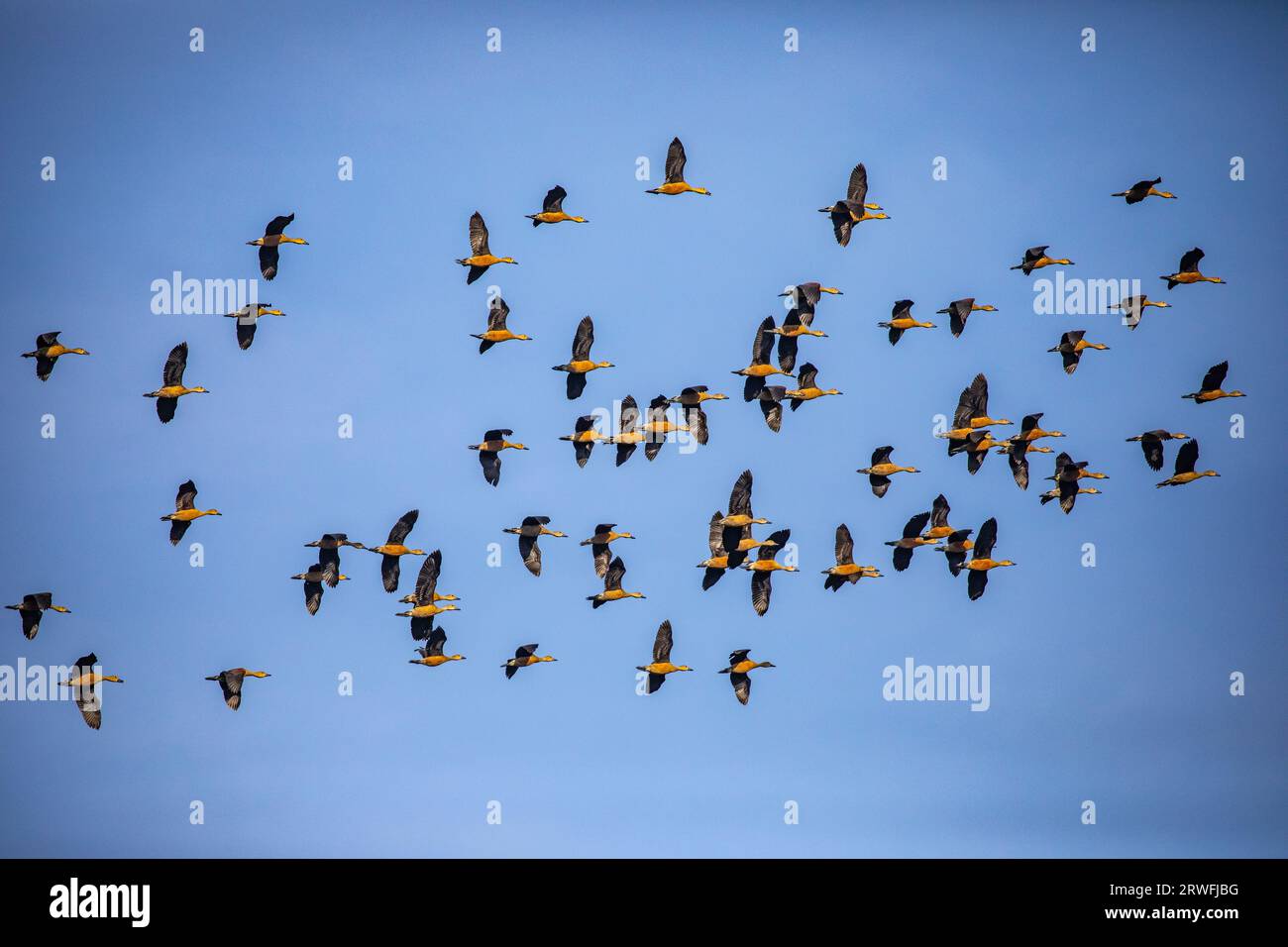 A flock of migratory birds flying over the sky of Jahangirnagar ...