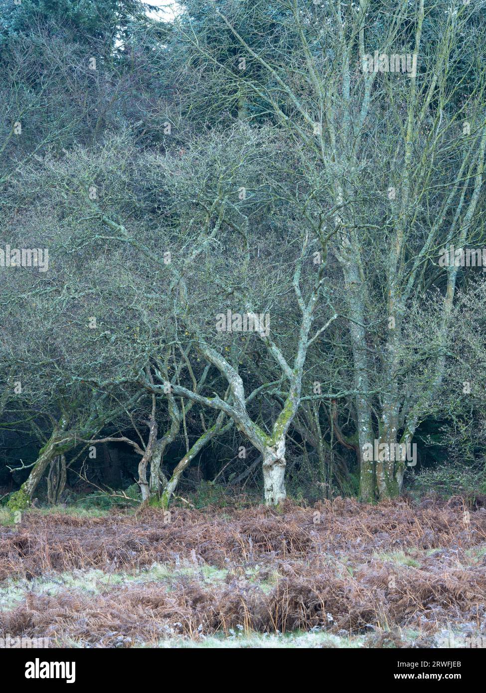 Natural Woodland at Goat Hill, an escarpment at the eastern end of the ...