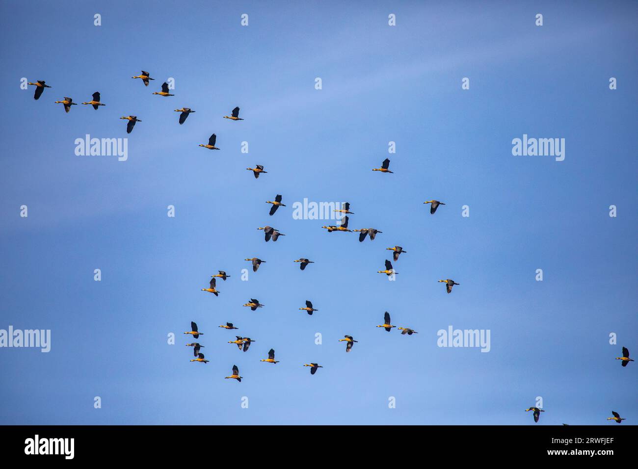 A flock of migratory birds flying over the sky of Jahangirnagar ...