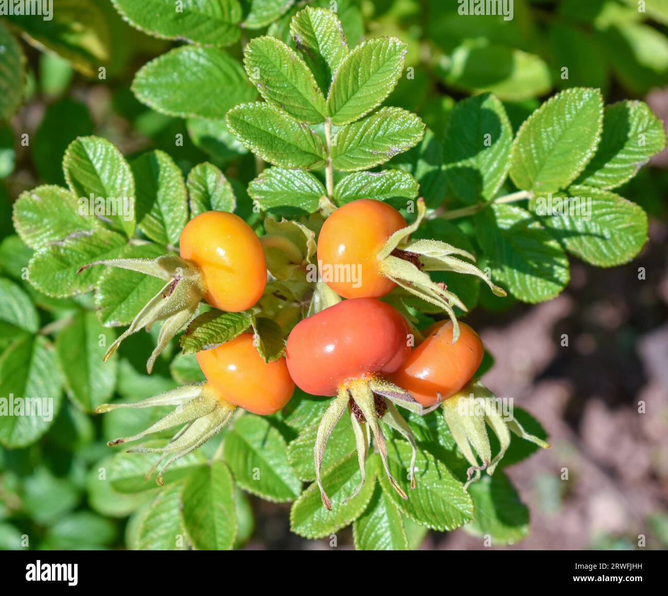 Rose with edible hips hi-res stock photography and images - Alamy