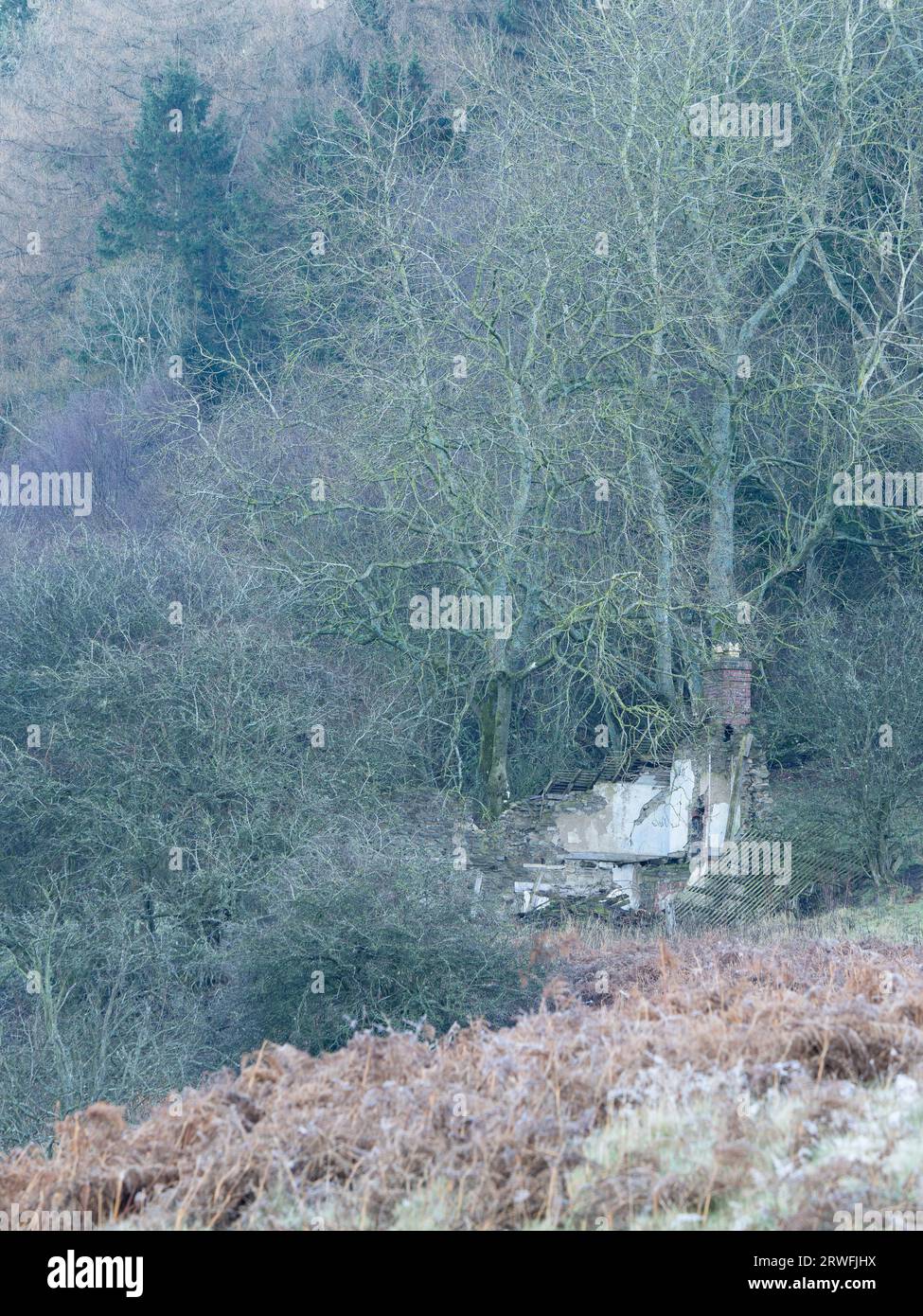 Natural Woodland at Goat Hill, an escarpment at the eastern end of the ...