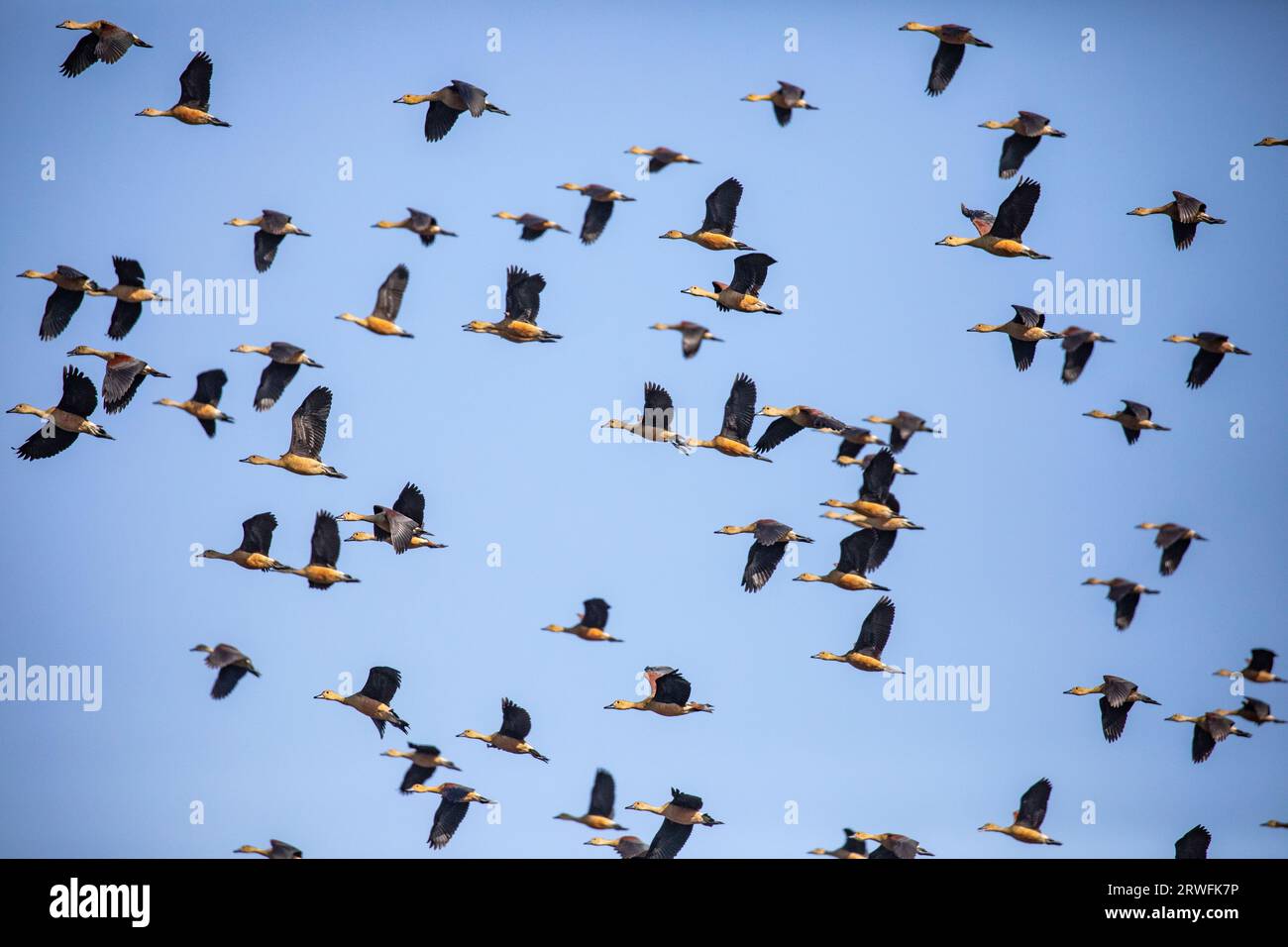 Guest birds in bangladesh hi-res stock photography and images - Alamy
