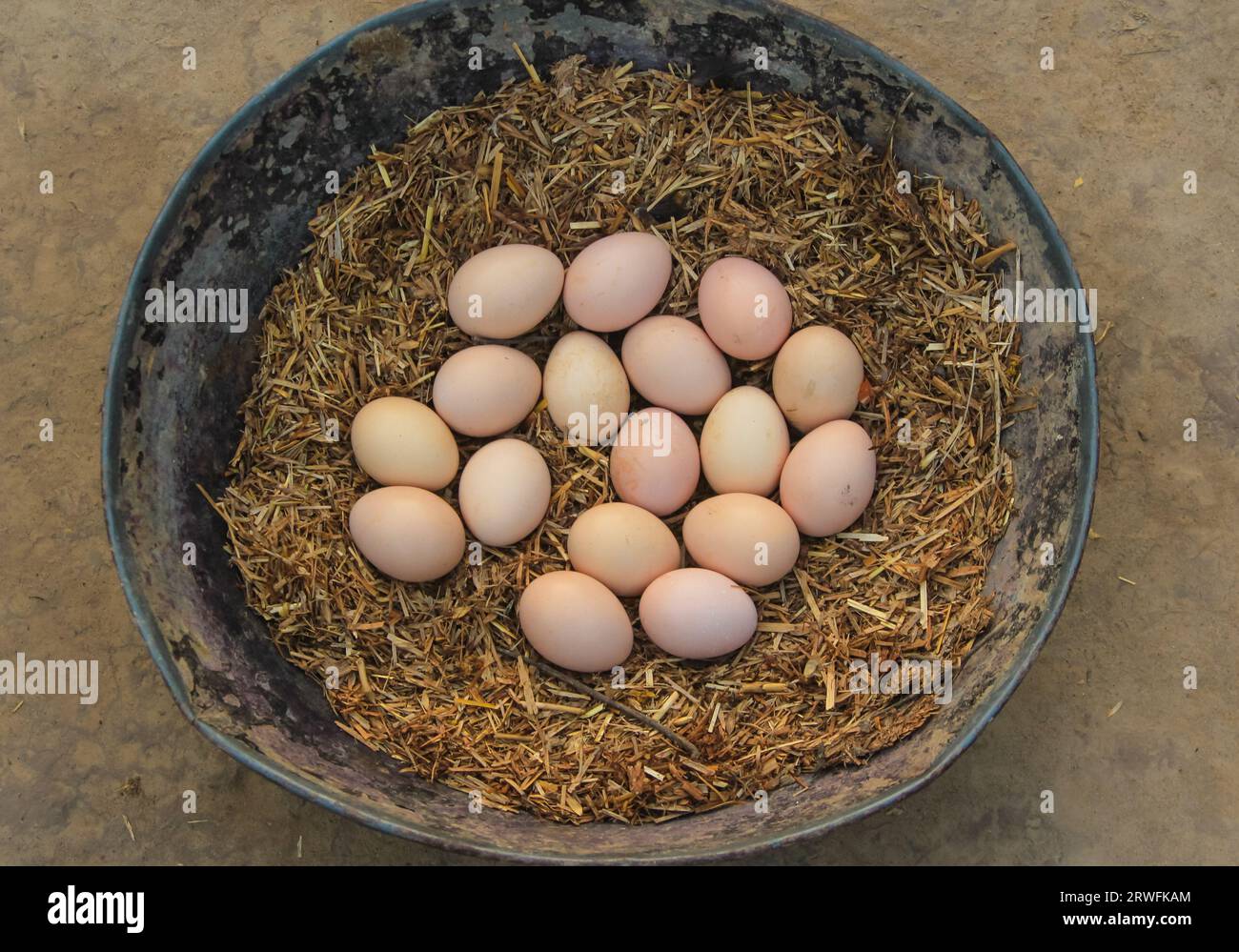 Chicken eggs in its nest or hatching place. White and brown chicken's ...