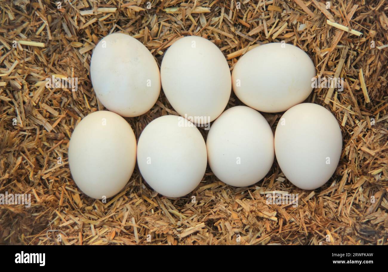 Chicken eggs in its nest or hatching place. White and brown chicken's eggs isolated on hatching ...