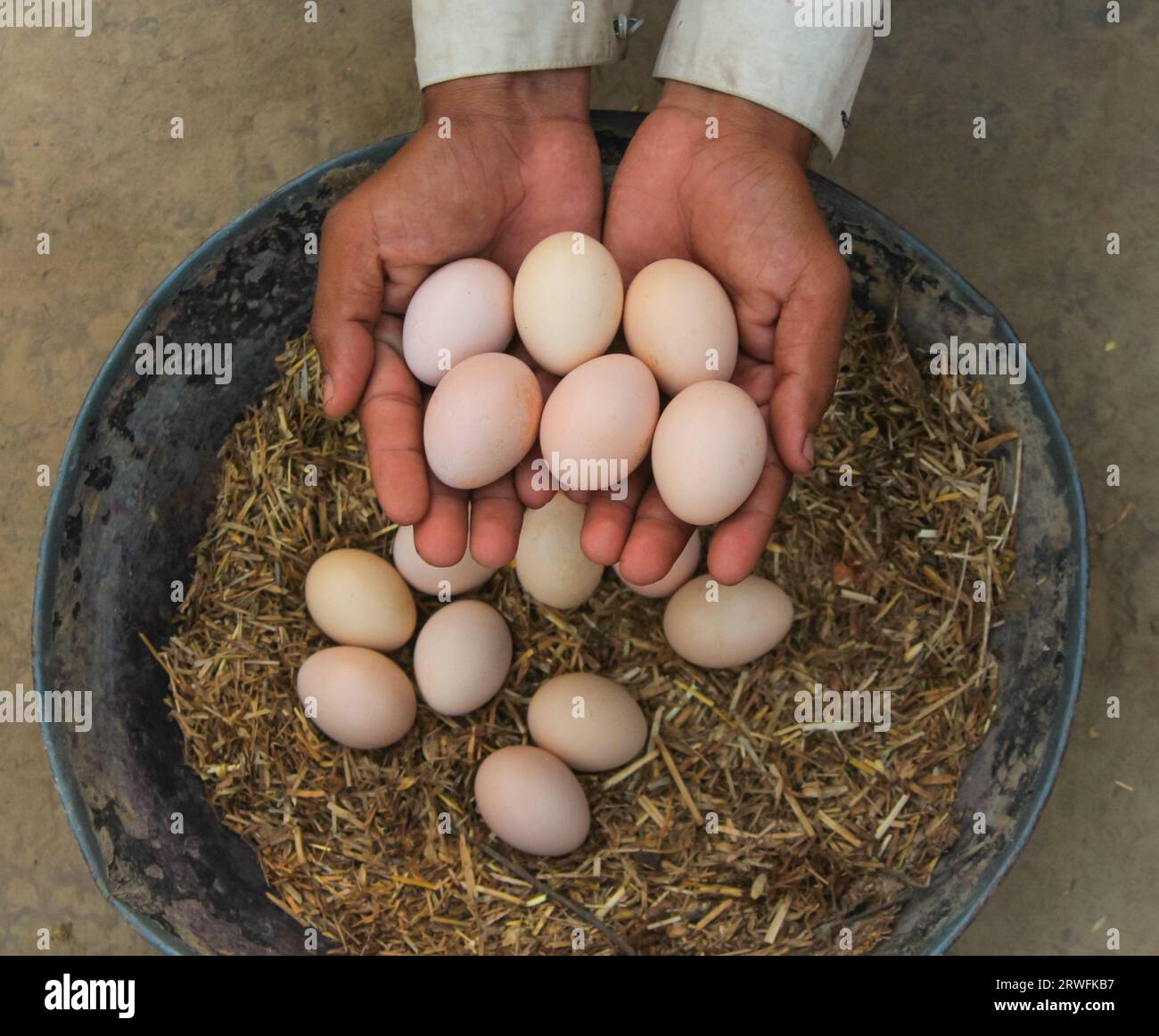 Hen's eggs isolated on man's hand against background of hatching eggs ...