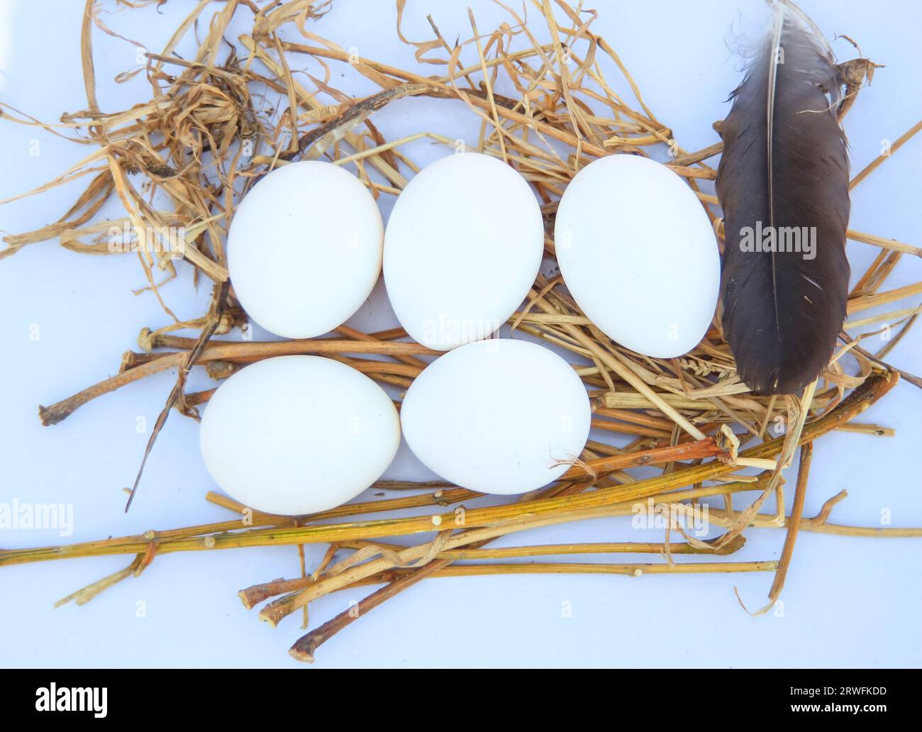White hen's eggs isolated on white background. Hen's eggs isolated on ...