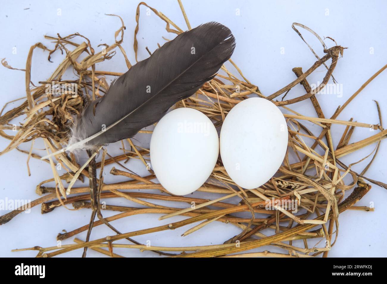 White hen's eggs isolated on white background. Hen's eggs isolated on ...