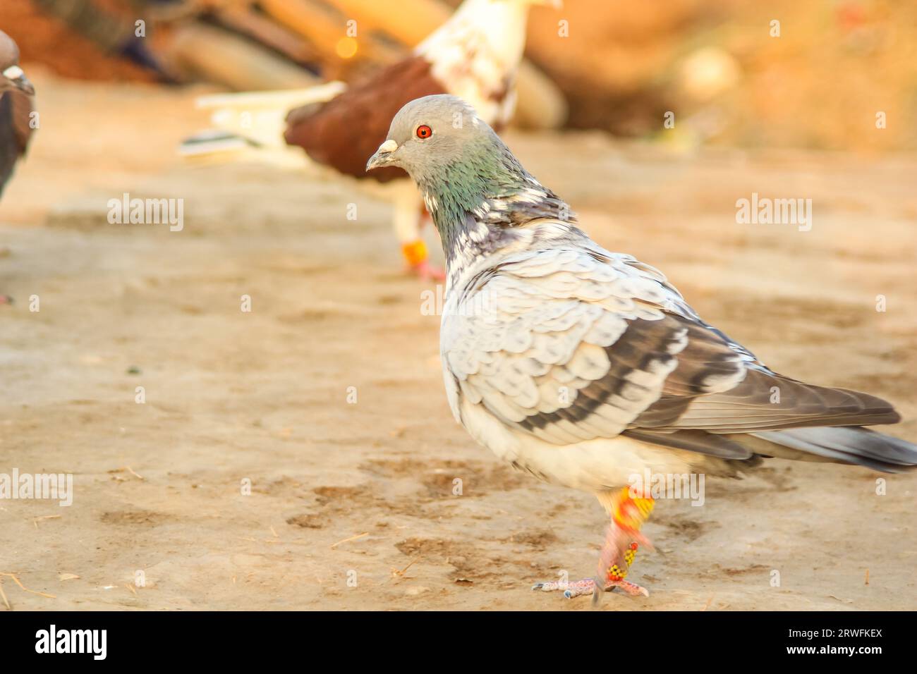 Olfactory navigation hi-res stock photography and images - Alamy