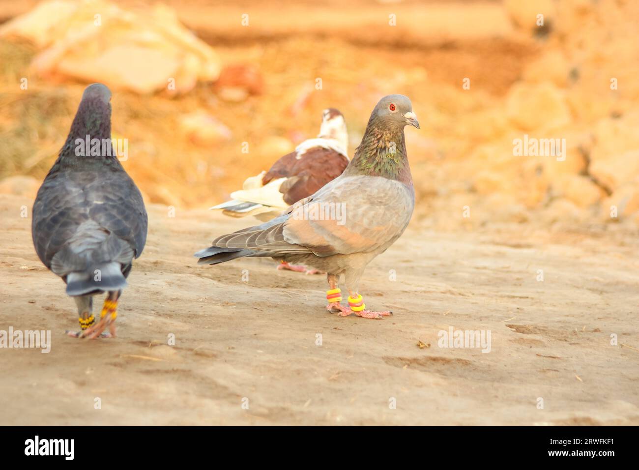 Close Up of beautiful homing pigeons. View of pigeons in the front of ...
