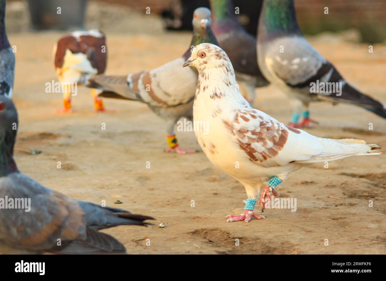 Olfactory navigation hi-res stock photography and images - Alamy