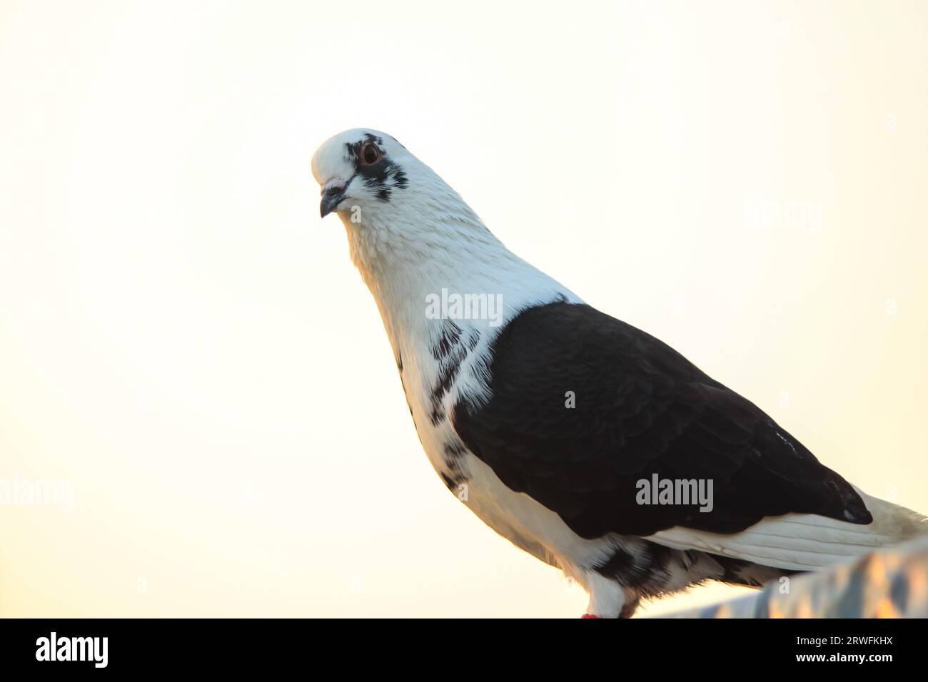Close Up of beautiful homing pigeons. View of pigeons in the front of ...