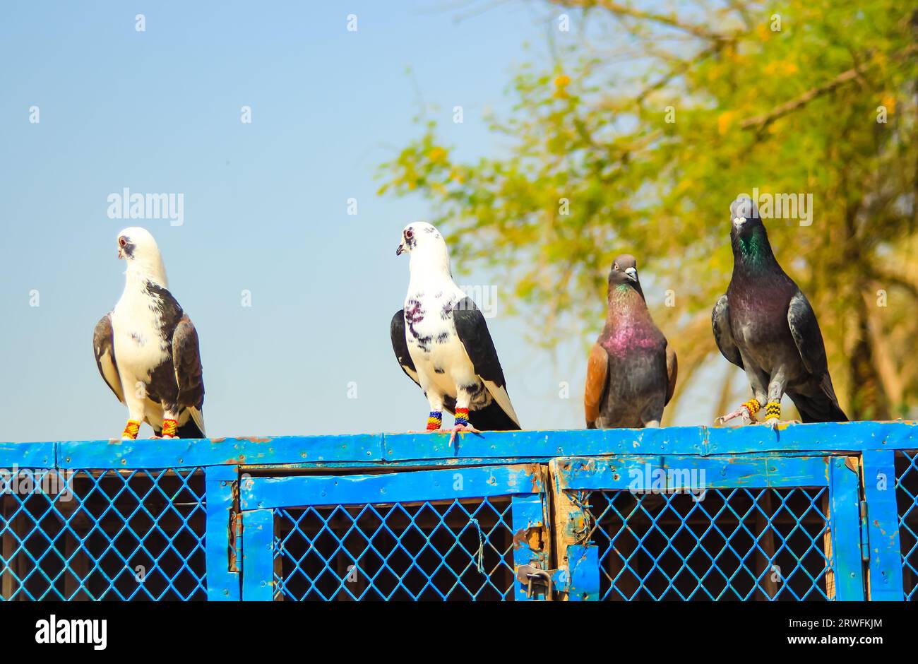 Close Up of beautiful homing pigeons. View of pigeons in the front of ...