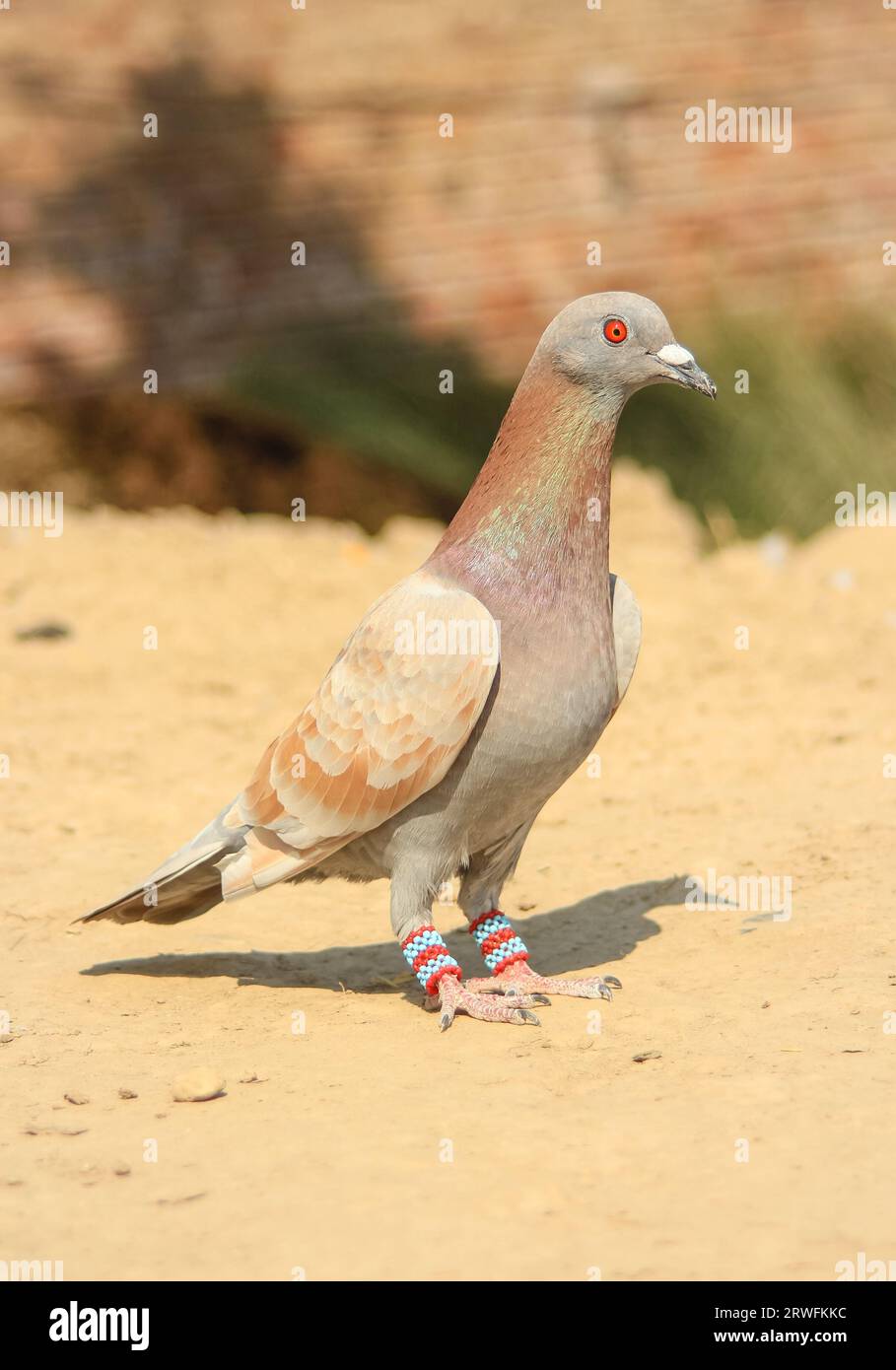 Close Up of beautiful homing pigeons. View of pigeons in the front of ...