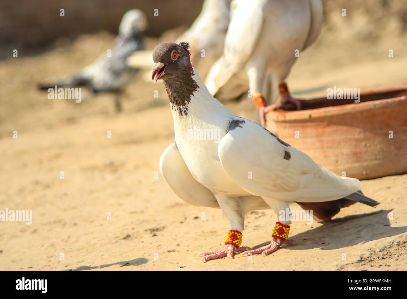 Close Up of beautiful homing pigeons. View of pigeons in the front of ...