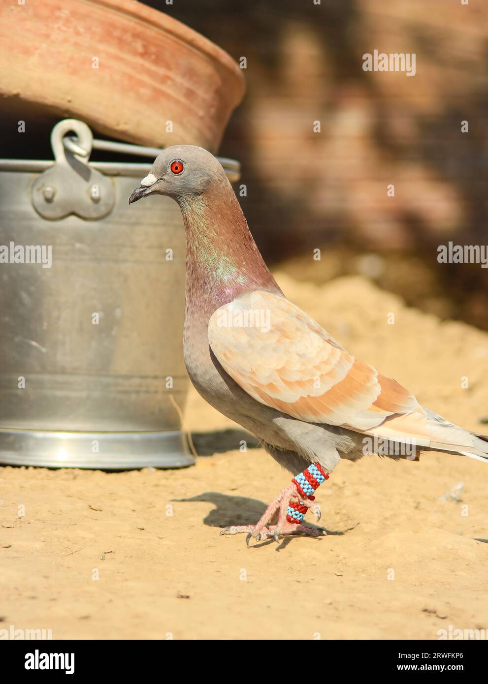 Close Up of beautiful homing pigeons. View of pigeons in the front of ...