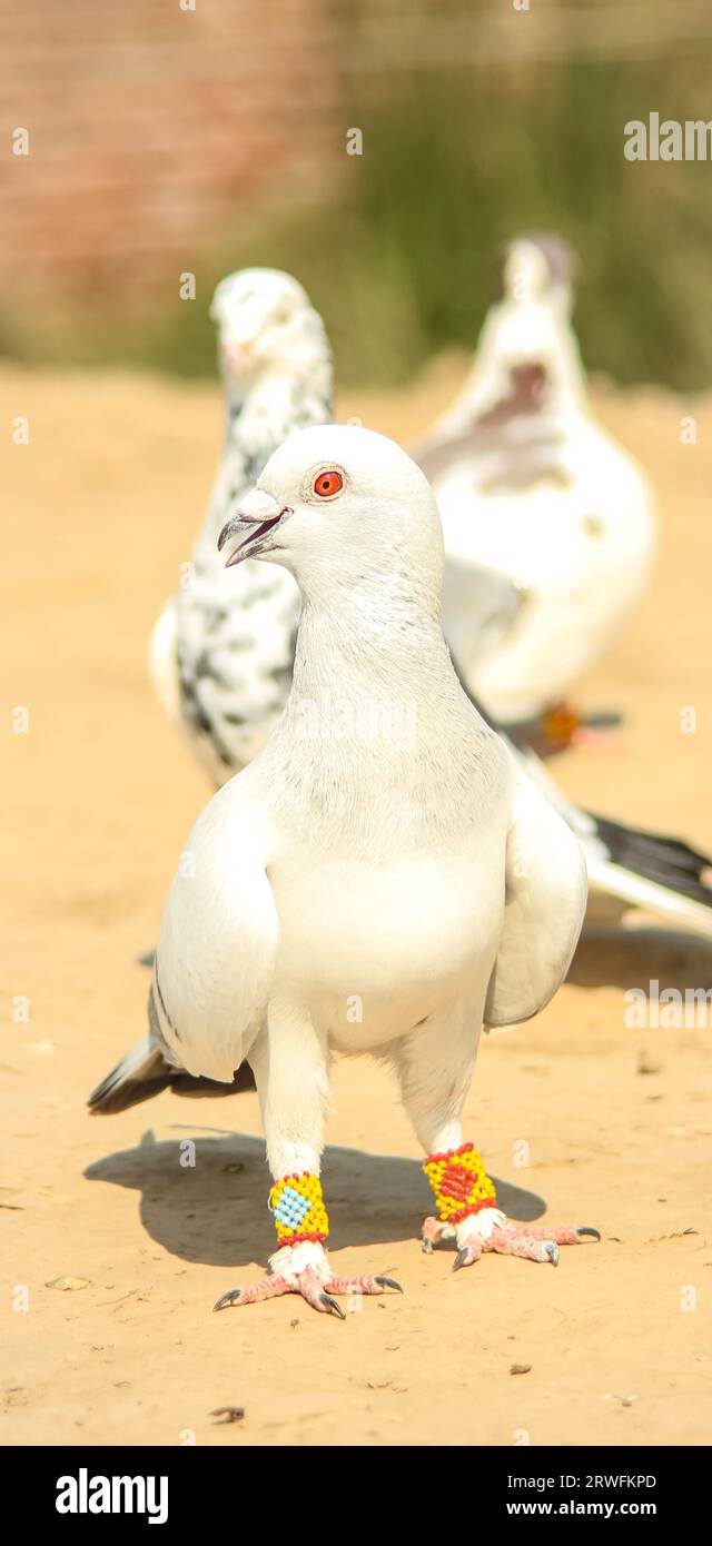 Close Up of beautiful homing pigeons. View of pigeons in the front of ...